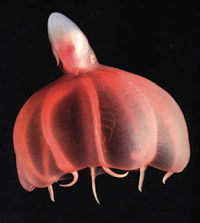 Artes de Pesca: FAUNA ABISAL