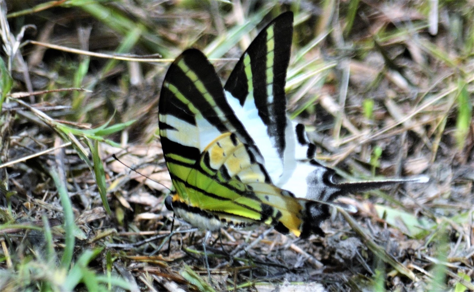 The Kambatik Park, Bintulu.: A beautiful Papillionidae species - Arisbe ...