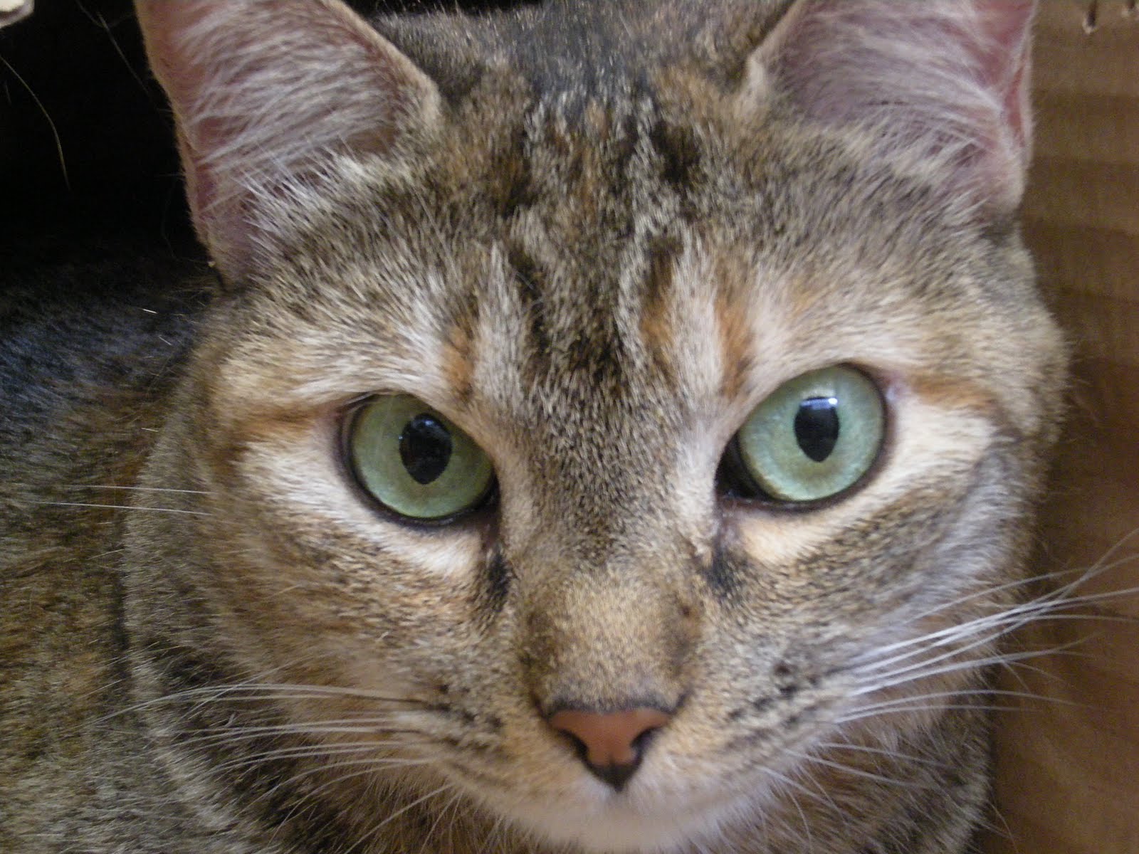 El telar de los sueños: El gato Pérez