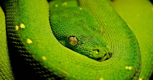 ANIMAL: La Pitón Verde