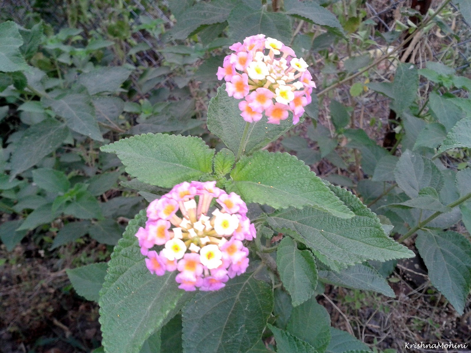 Photos: Lantana Flowers