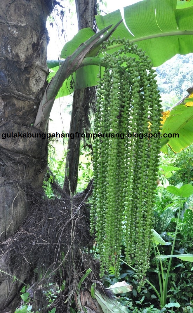 gula kabung pahang: Khasiat Gula Kabung