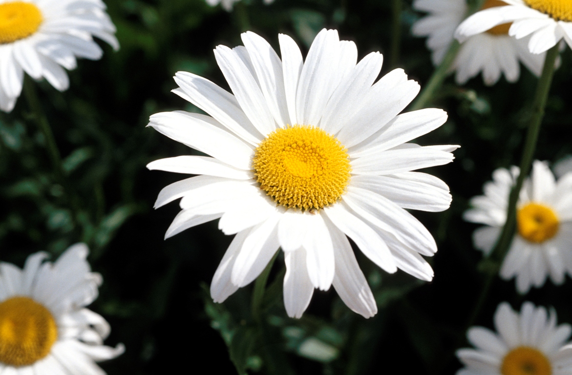 SECTIA IMPRUMUT CARTE PENTRU COPII: LEGENDA MARGARETEI