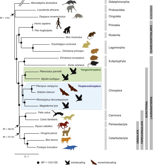 Info on bats | Megabats (Megachiroptera) Yinpterochiroptera and ...