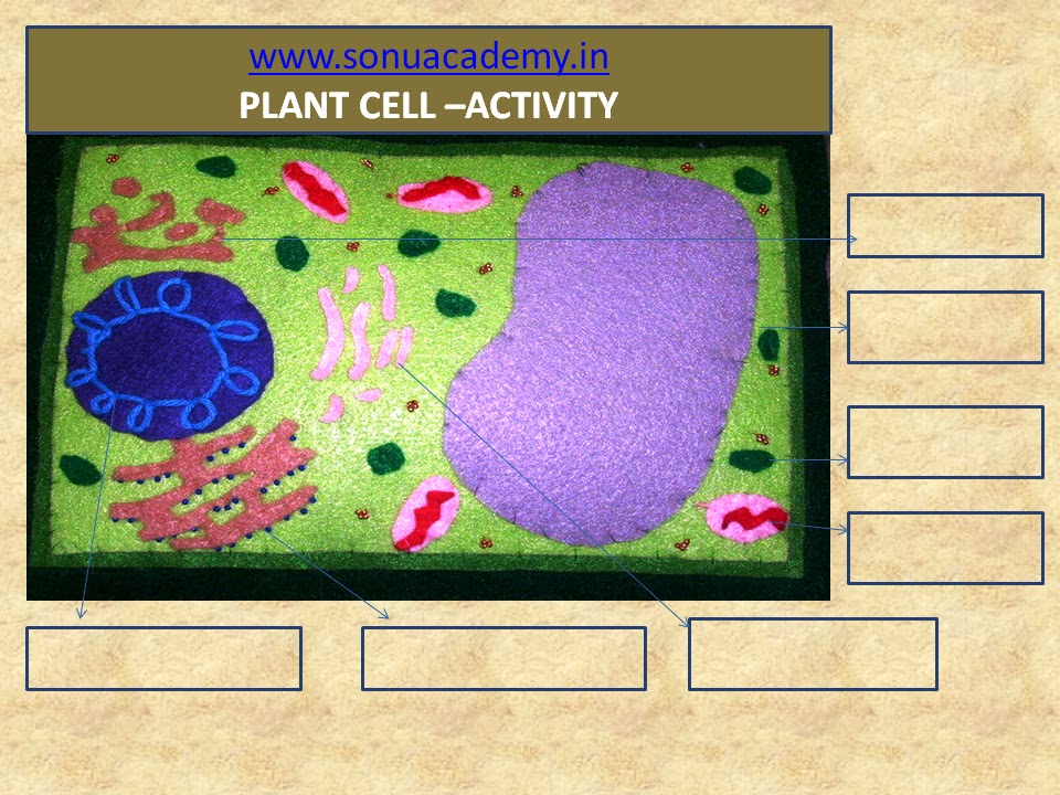SONU ACADEMY: STRUCTURE OF PLANT CELL- ACTIVITY