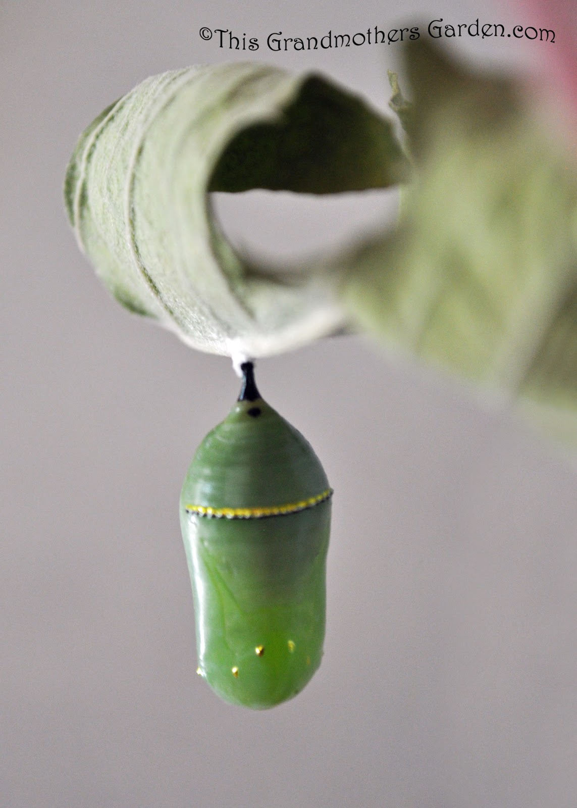 This Grandmother's Garden: Butterfly Dreams Part Three... Chrysalis!