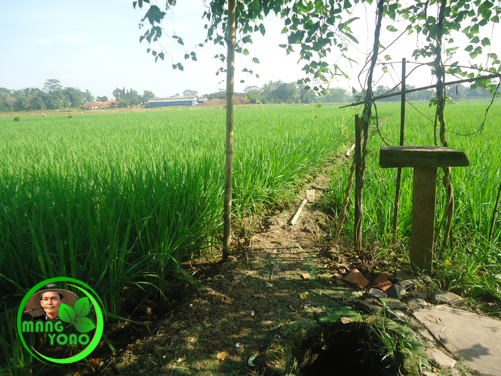 Banyak petani enggan menanam padi ketan... Mengapa?.