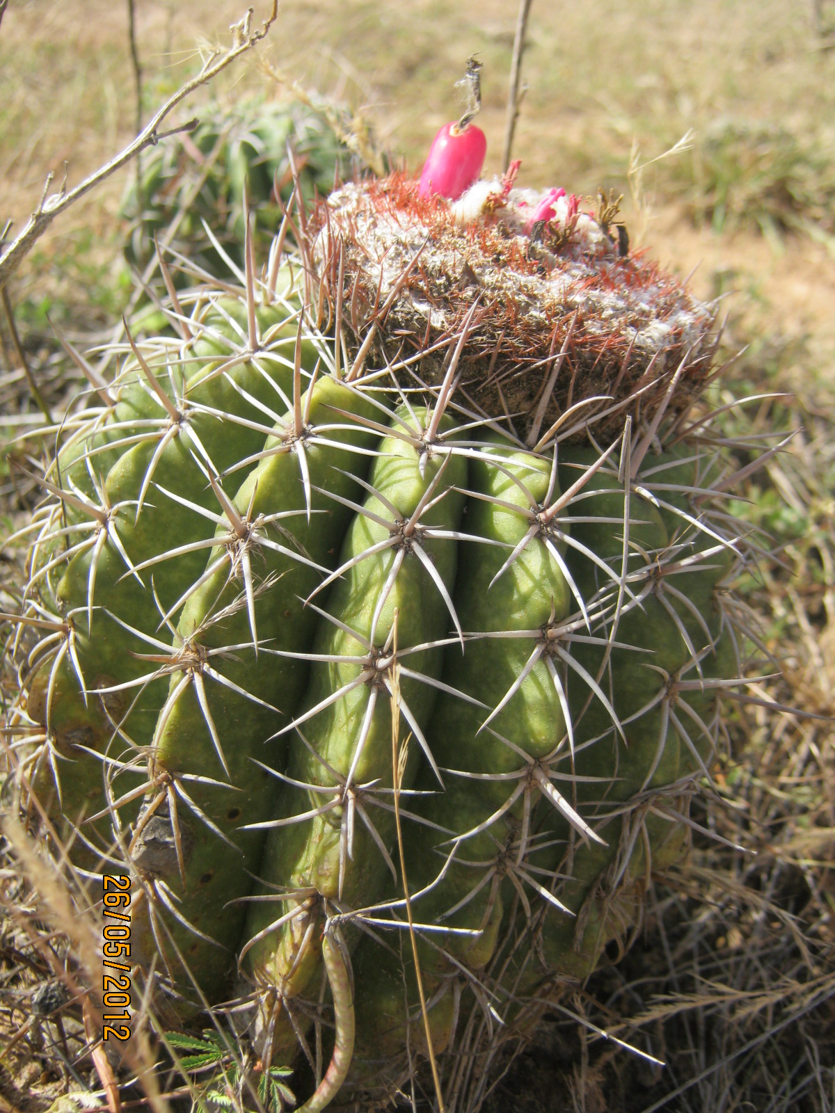 BOSQUE TROPICAL SECO LA TATACOA: FAUNA Y FLORA