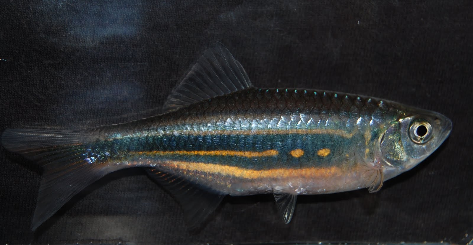 PIER AQUATICS NEW ARRIVALS: Danio (Devario) Sp