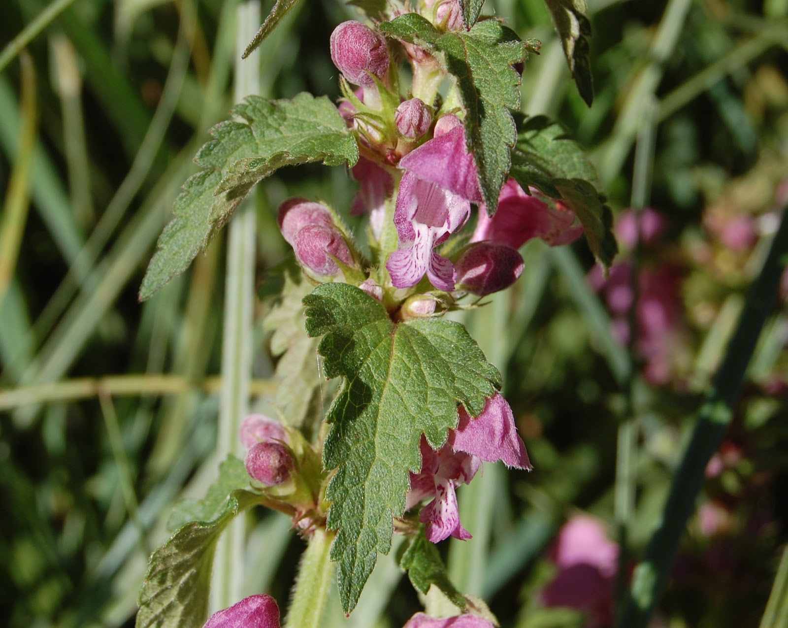 Plantas: Beleza e Diversidade: Chuchas (Lamium maculatum)
