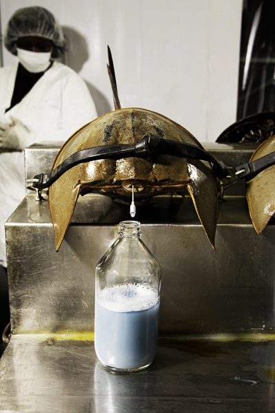 Deformutilation: Harvesting the Blood of Horshoe Crabs