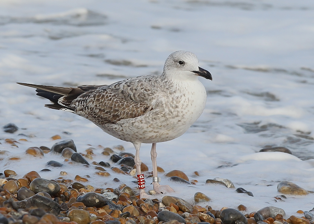 Richard Smith - Birdwatching Days Out: CASPIAN GULL, 1st winter, Red ...
