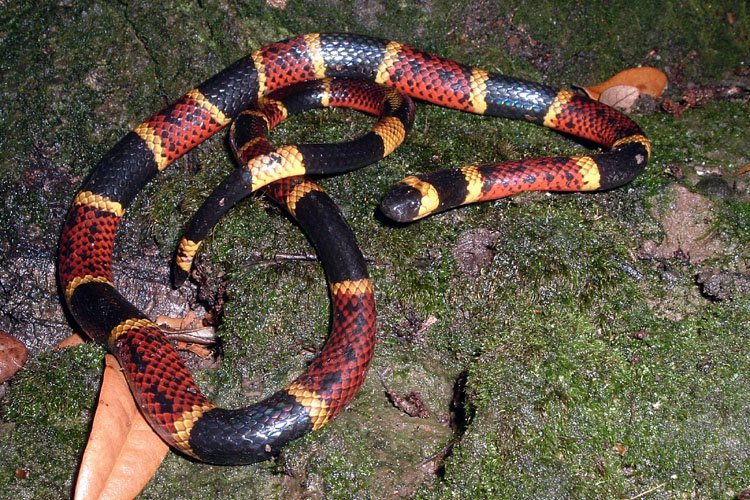 Coral Snakes The American Viper ~ planetanimalzone