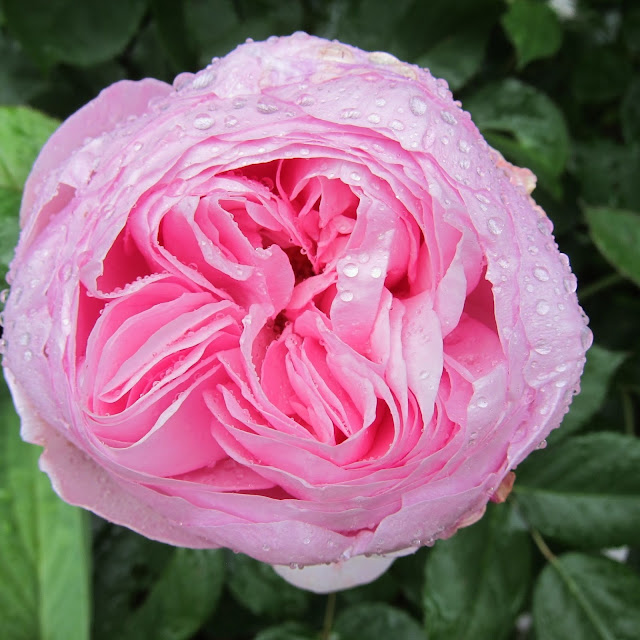 New shoots - biopic of a rebellious English garden...: Drum roll for ...