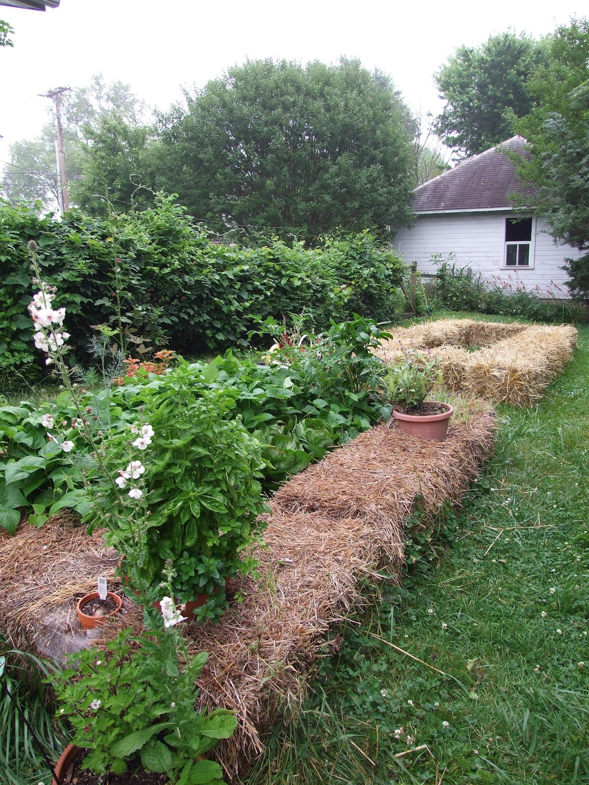 'Mater Seeds: Straw Bale Beds: Part Ruth Stout, Part Mittleider
