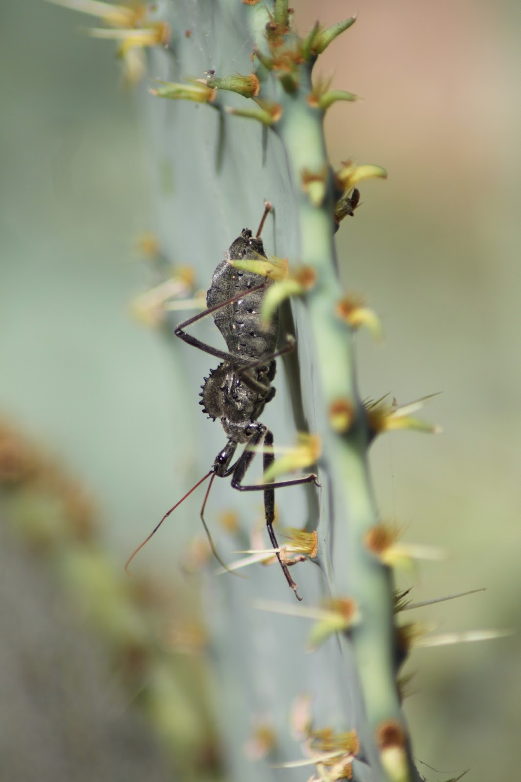 Rock-Oak-Deer: Garden Vistors - Arilus cristatus