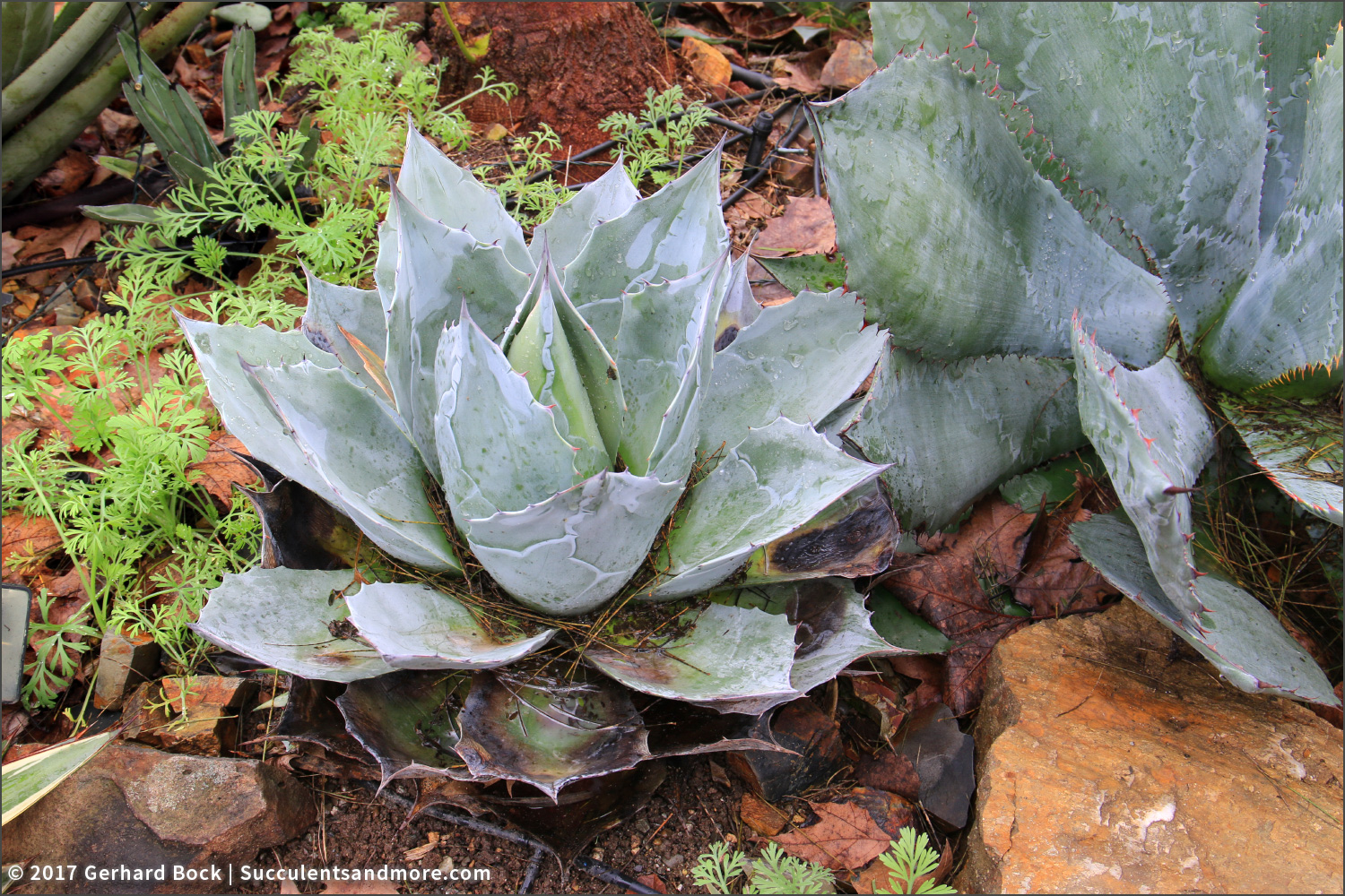 Succulents rotting inward drought-busting rain