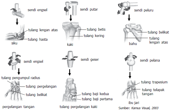 Jenis Jenis Sendi Dan Arah Geraknya - Vrogue.co