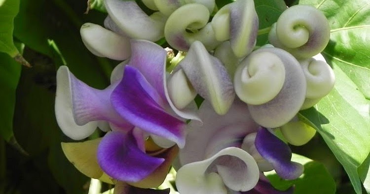 GROW SNAIL VINE SEED |The Garden of Eaden