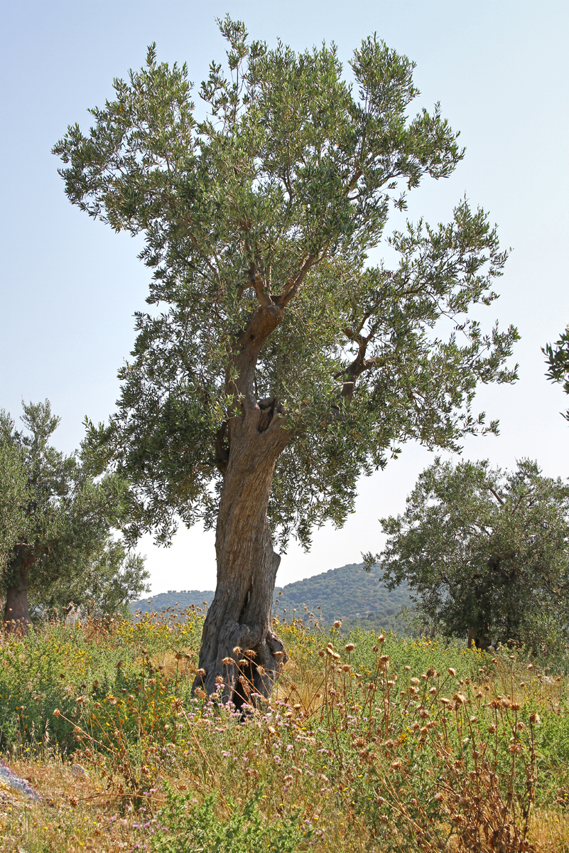 Antiguos OLIVOS del Mediterráneo : ALBANIA. VLORE, PANAJA, HOSHTIMA ...