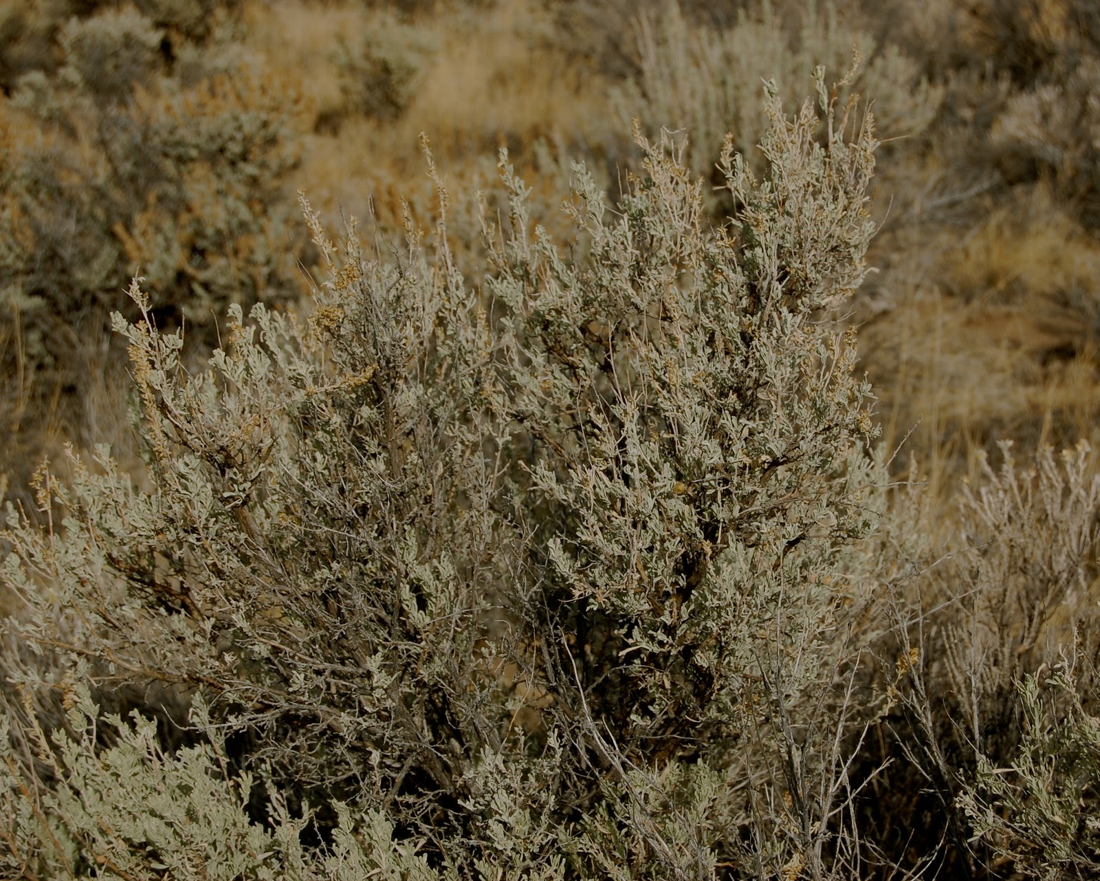 blackoaknaturalist: A Desert Visit