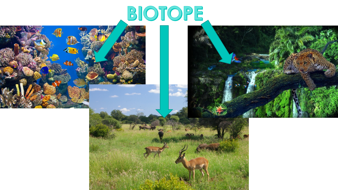 .: Unit 6 ECOSYSTEMS