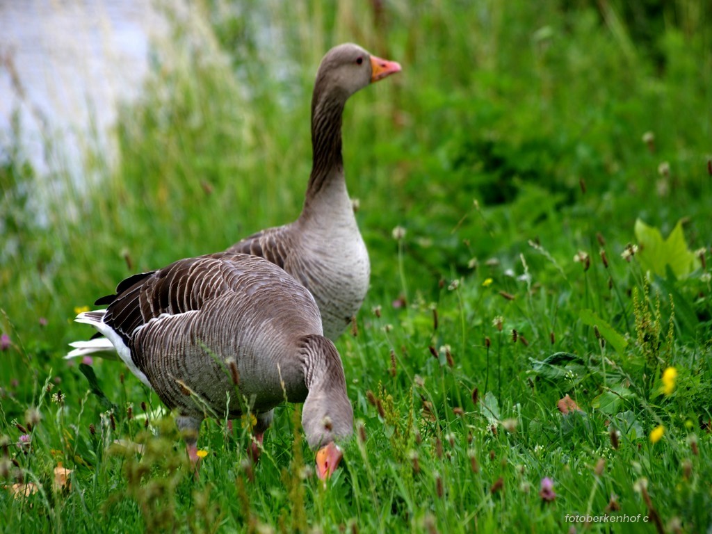 Natuurfotografie Eilandstaete: Ganzensoorten