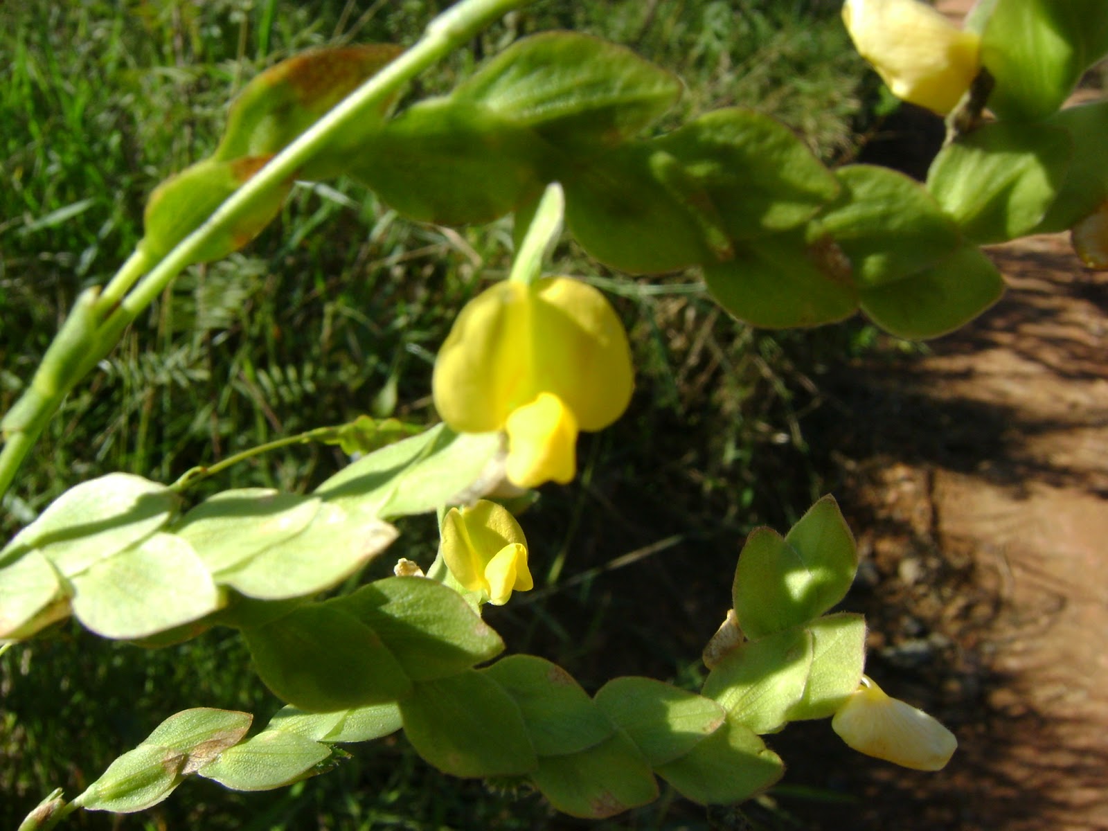 Fabaceae - Leguminosae no Brasil: Fabaceae - Zornia virgata Moric.