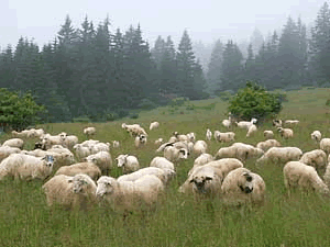 S M O LJ A N A: OVCE,VUNA I KAKO SE DO NJE DOLAZILO