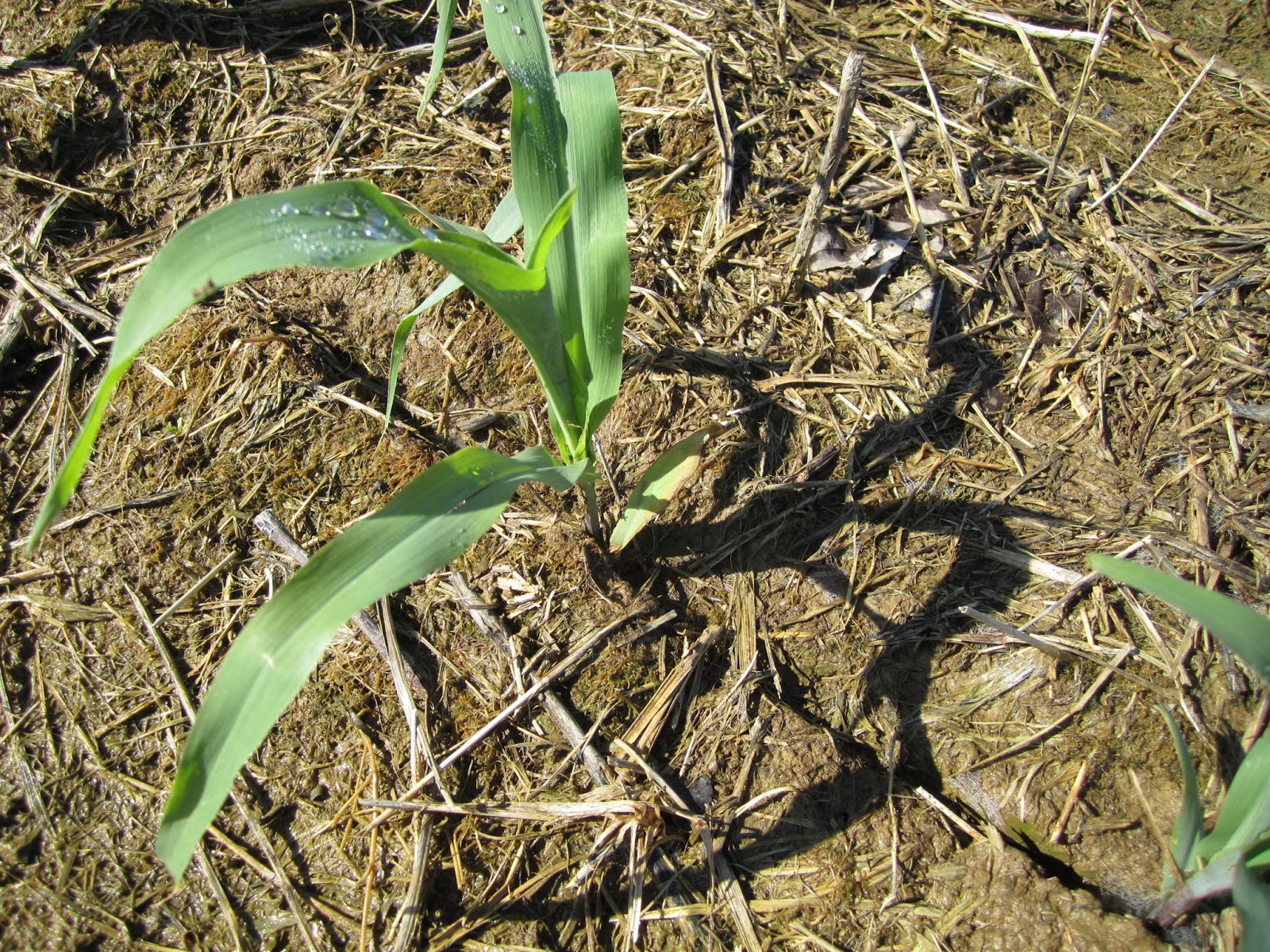 Grain Crops Update: Resist Mudding in Corn... or at Least Try to ...