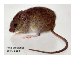 Para prevenir el Hanta Virus: LA FLORACIÓN MASIVA DE LA CAÑA COLIHUE ...