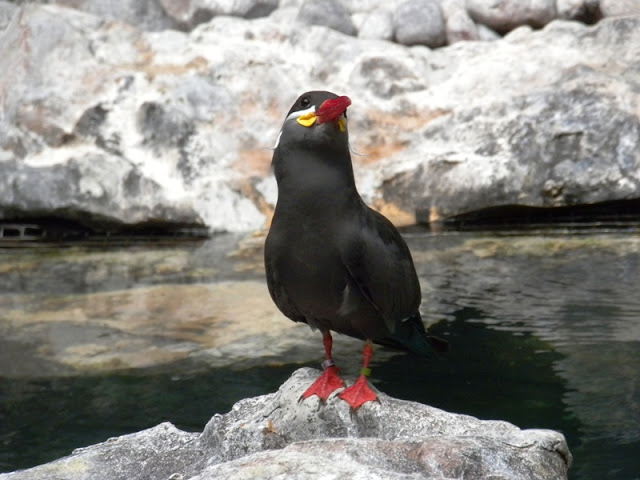 The Zoo Review: Species Fact Profile: Inca Tern (Larosterna inca)