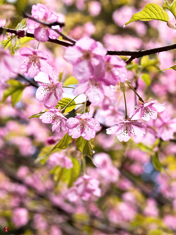 FROM THE GARDEN OF ZEN: March 2012