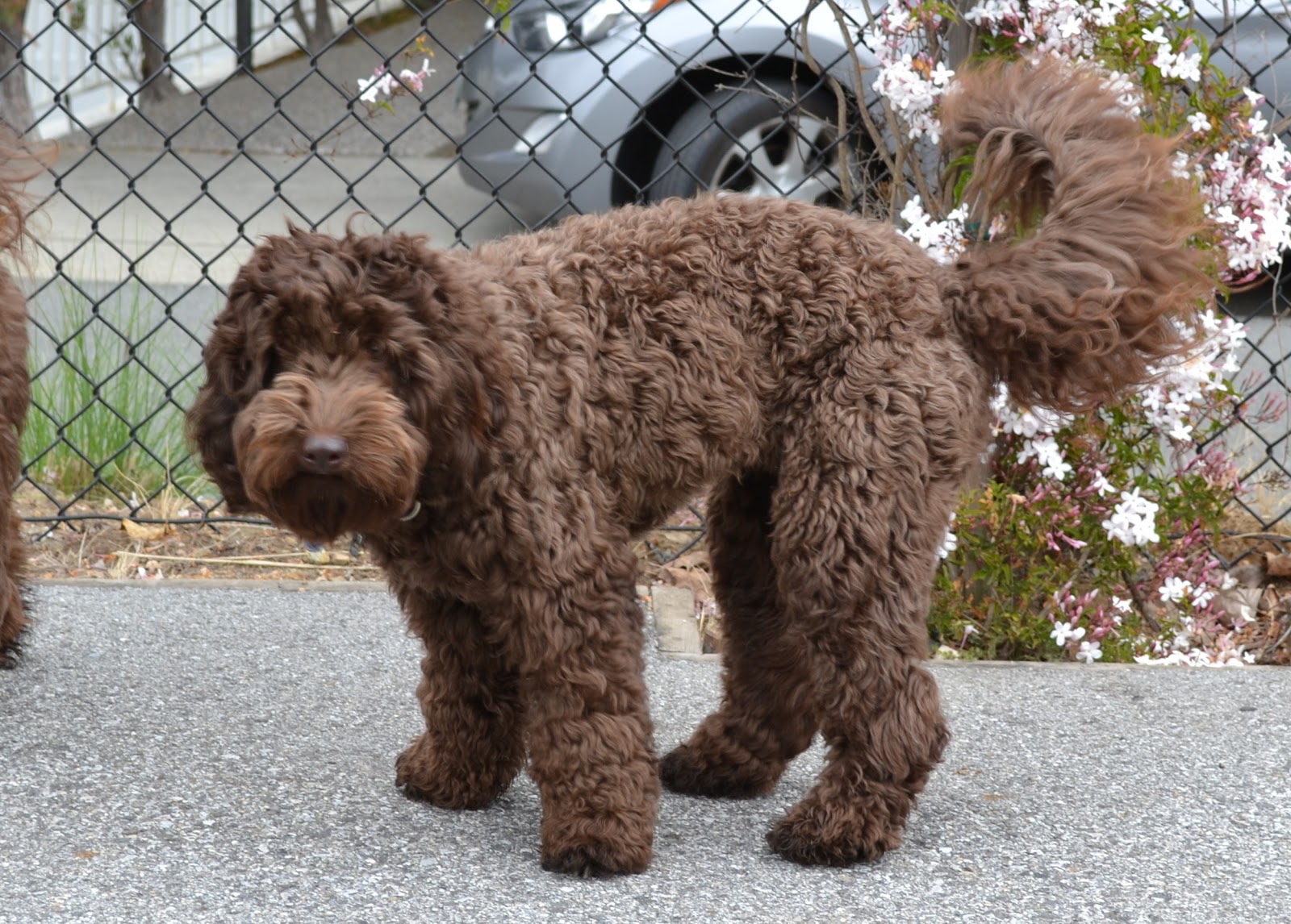 Golden Gate Labradoodles: Authentic Australian Labradoodles: Brownie ...