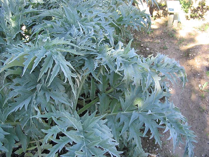 Cuisine maison, d'autrefois, comme grand-mère: Recette de cardons à la ...