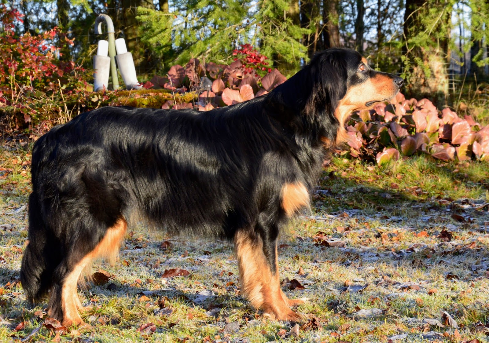 Elliegårdens Vessla & Lintrollets Godis