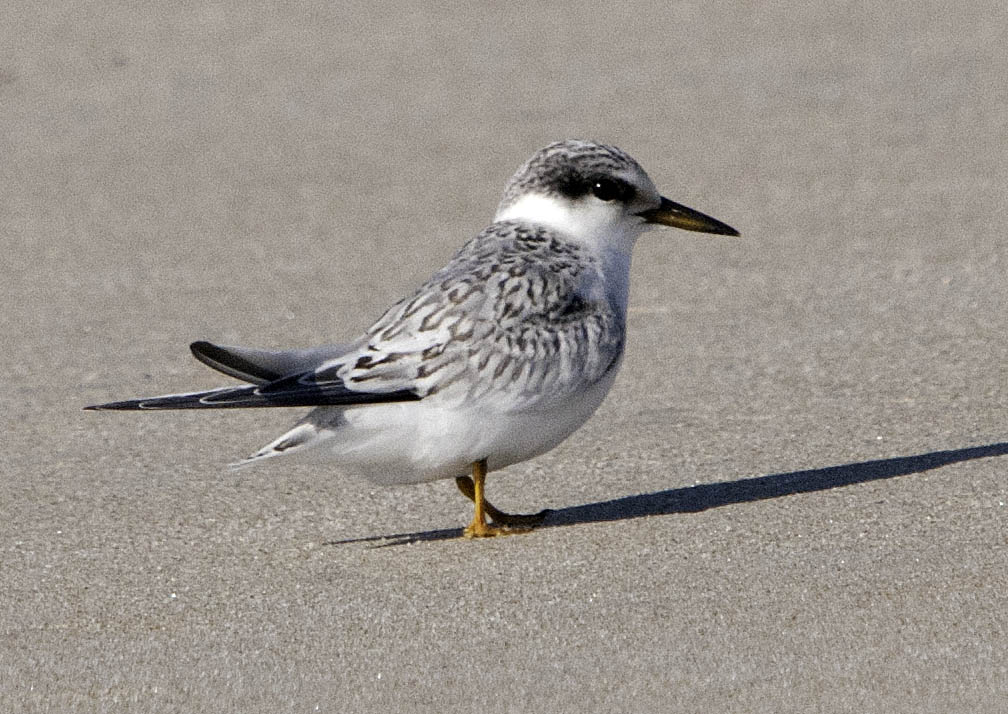 One Jackdaw Birding: August Day on Plum Island (1) REVISED FORSTER'S VS ...