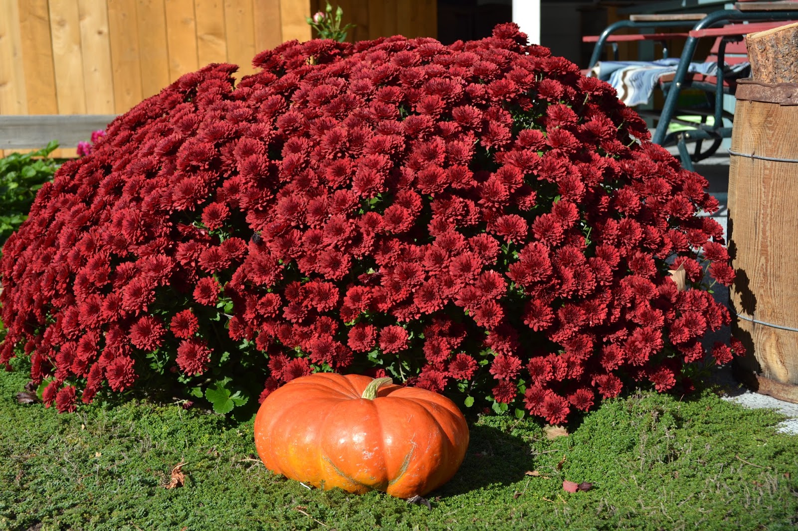 Quantrell Quips: Fall Mums in the Garden
