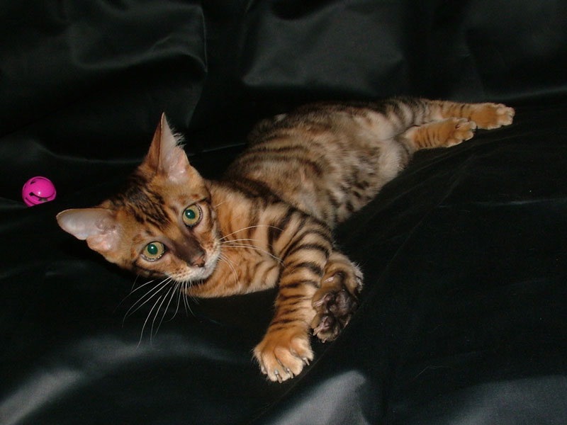Jungle Queen Toygers: Toyger Temperament