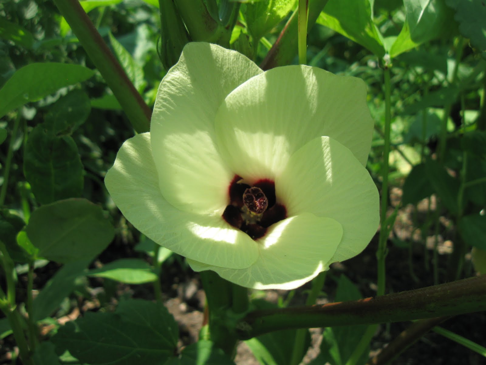 Kentucky Fried Garden: A Little Bit About Growing Okra