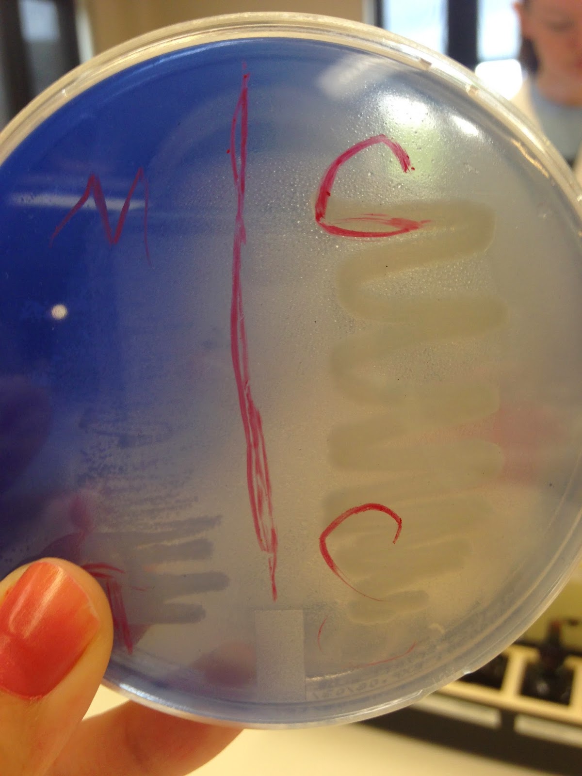 Microbiology Mania: Lipid, Casein, and Starch Tests {Lab 7 - May 20, 2015}
