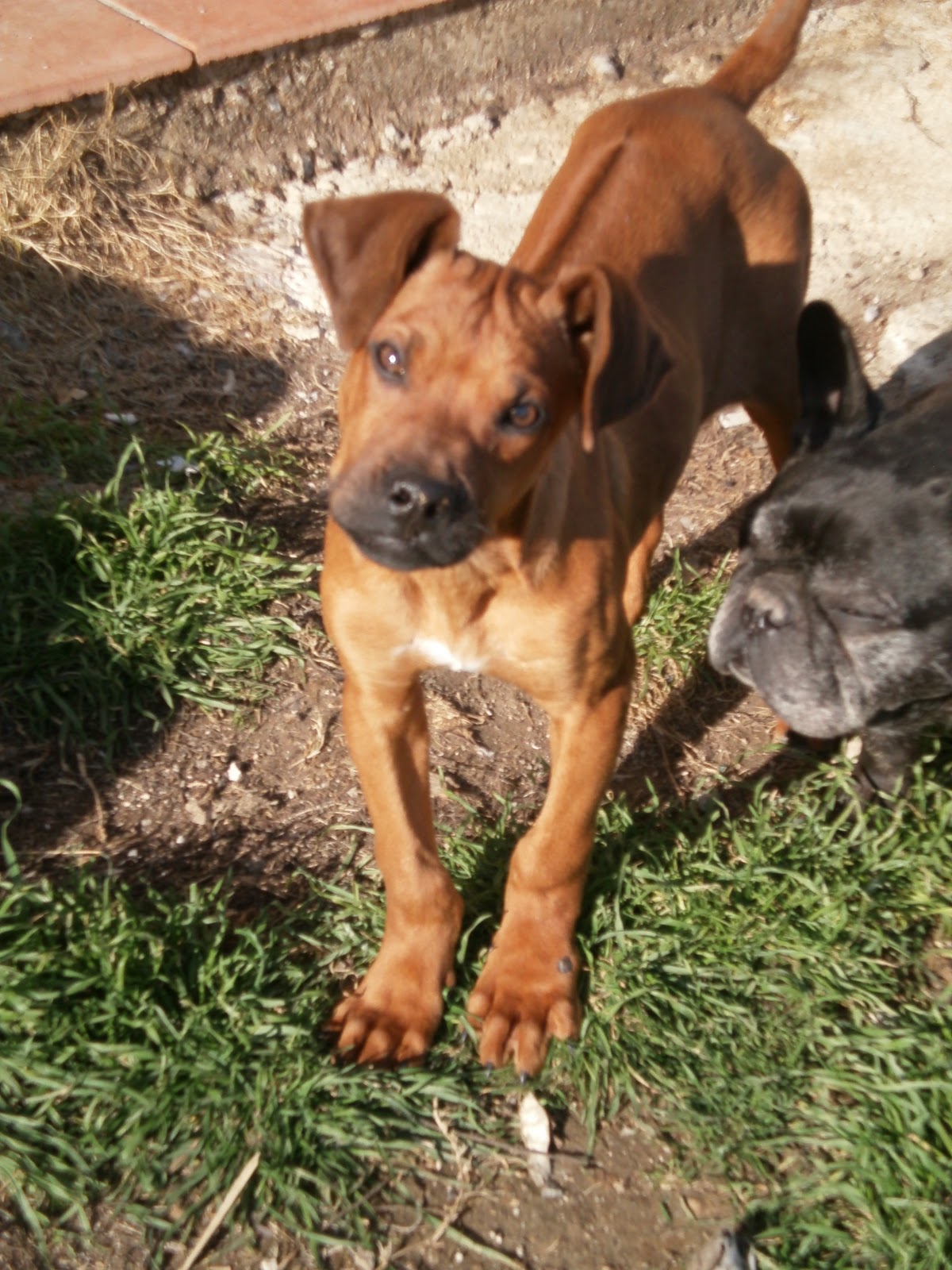 Zampette amiche: Totti, cucciolo di rhodesian ridgeback...
