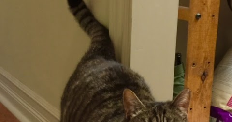 Zeeba the Clandestine Cat: WHITE STUFF in the MOUNTAINS?