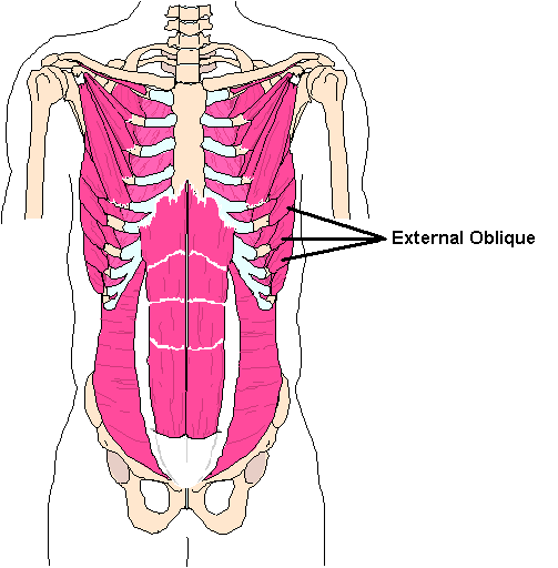 Straining Forward: Anatomy and Physiology: Mink and Human Muscle Shapes
