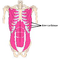 Straining Forward: Anatomy and Physiology: Mink and Human Muscle Shapes