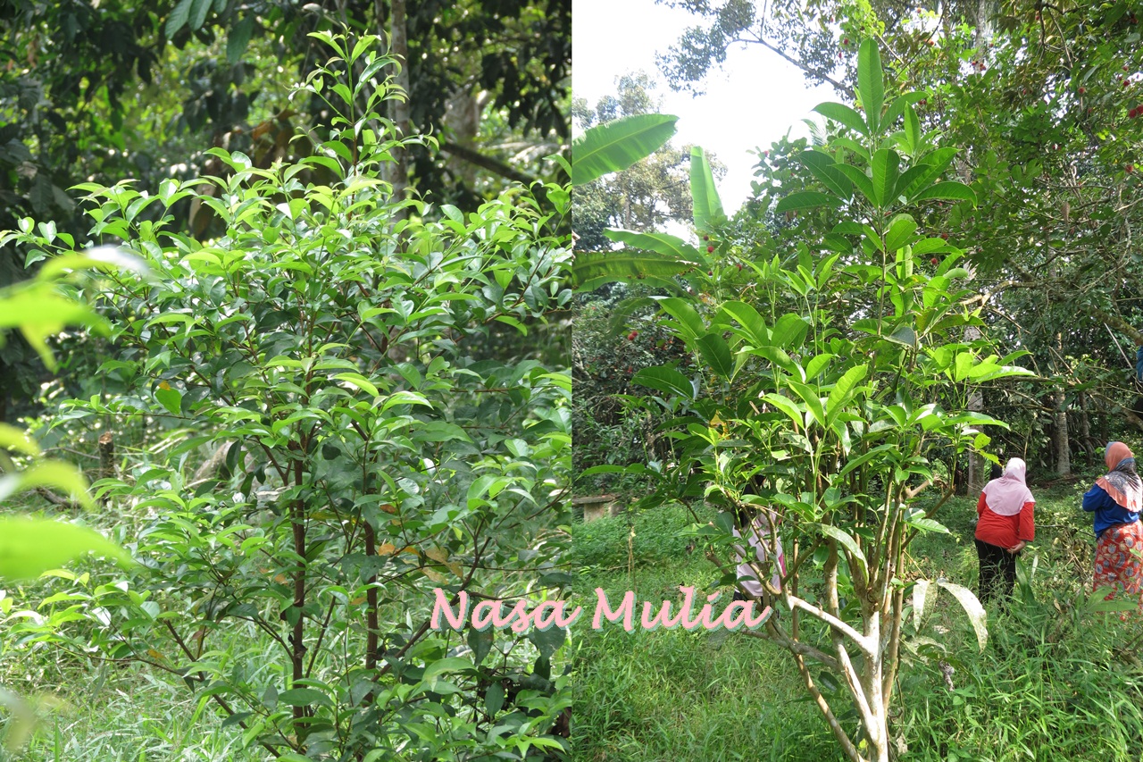 warna warni hidupku..............: Pokok Serai Kayu..