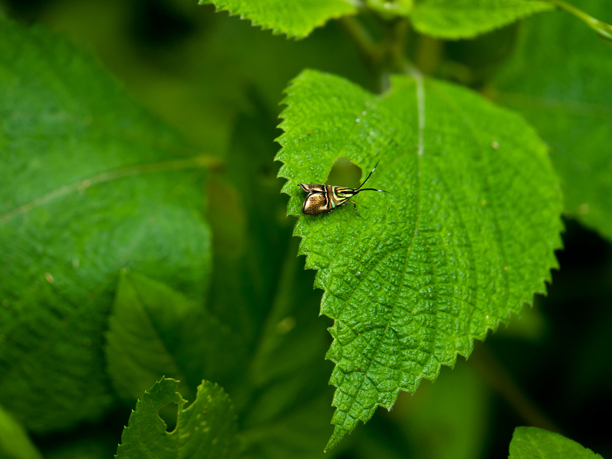 tower record: 閃耀金屬光澤的叉紋閃舞蛾 Saptha divitiosa Walker (Moth)