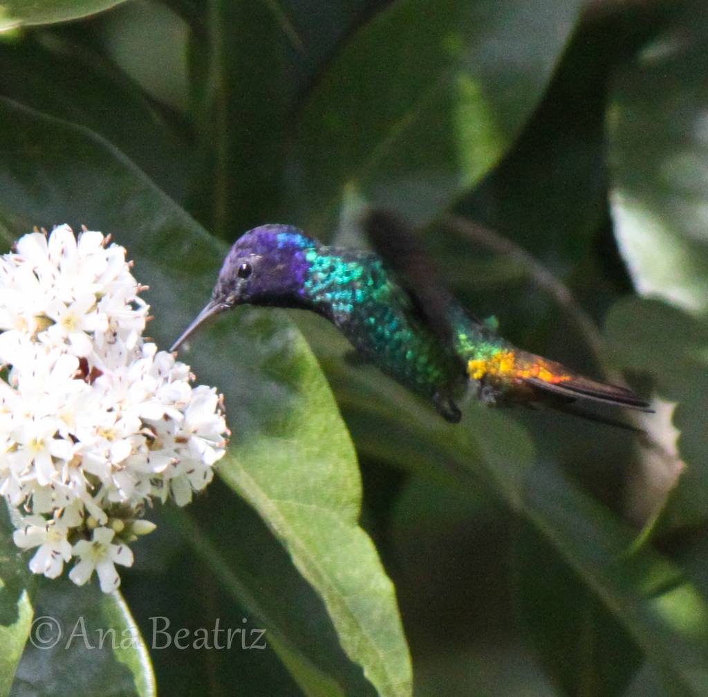 Aventura fotográfica: Colibri Cola de Oro (Golden-tailed Sapphire)