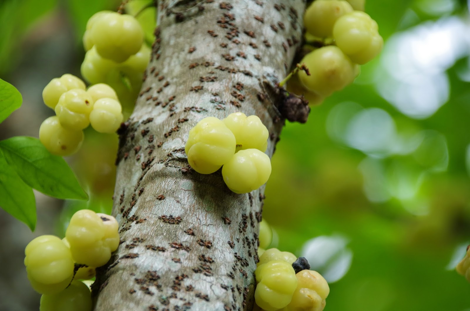 Trees and Plants: Star Gooseberry