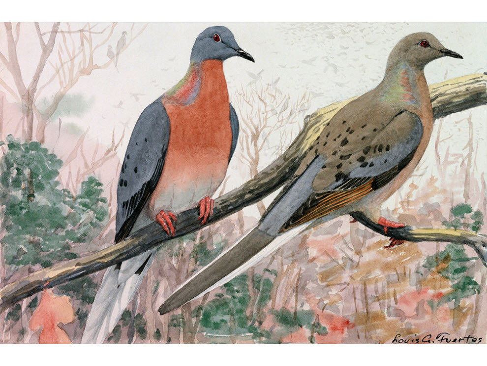 Maynard Life Outdoors and Hidden History of Maynard: Birds of a Feather...